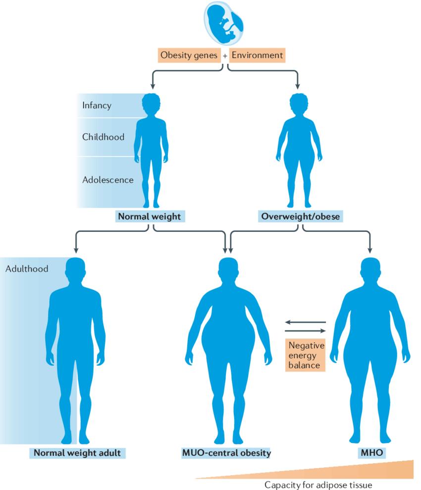 Regulation Of The 'metabolically Healthy Obese' Phenotype ...