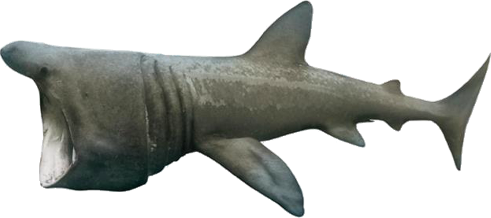 Basking Shark (1000x445), Png Download