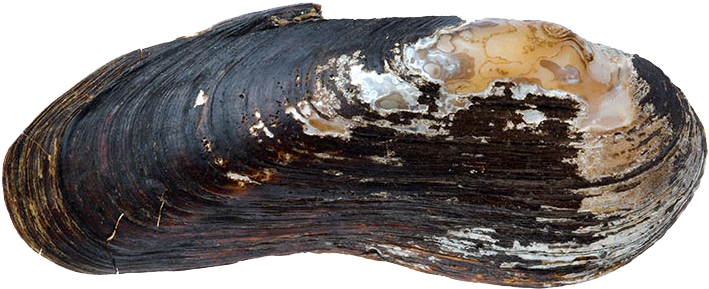 Spectaclecase - Freshwater Mussels Transparent (800x685), Png Download