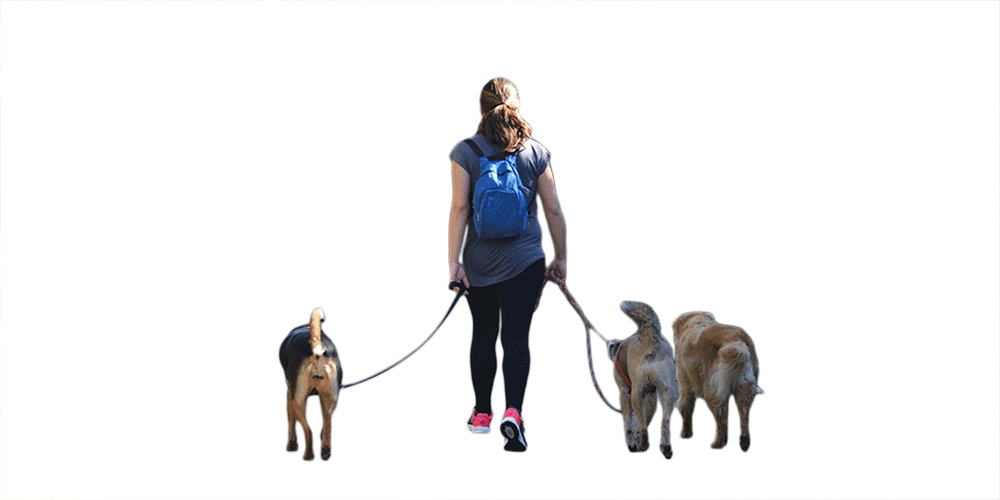 Walking - Dog Walking (1000x500), Png Download