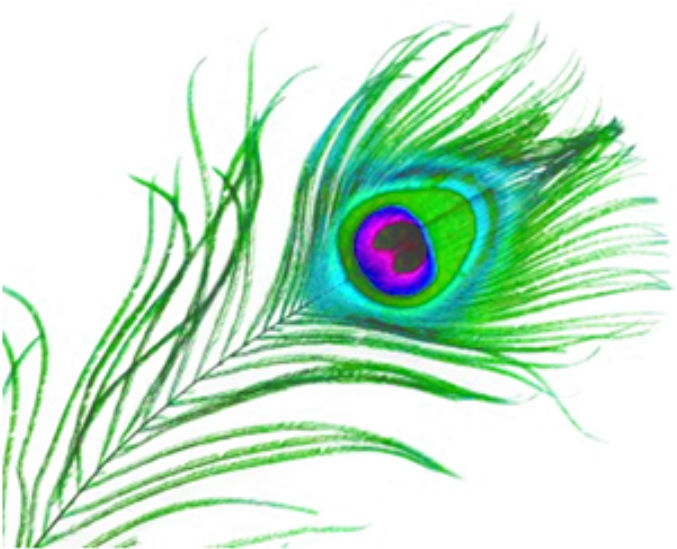 Download ४ - - Mor Pankh With Bansuri | Transparent PNG Download | SeekPNG