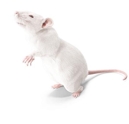 Download Lab Rat Png | Transparent PNG Download | SeekPNG