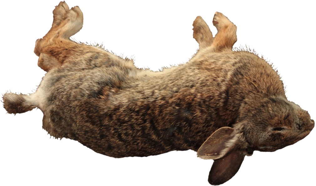 Download Dead Rabbit Png | Transparent PNG Download | SeekPNG