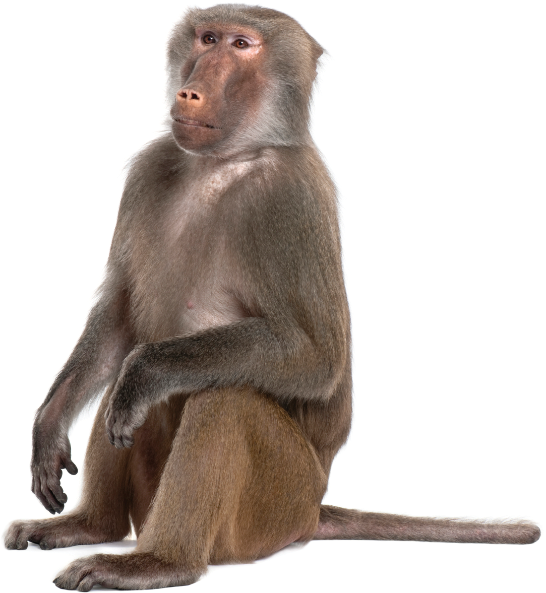 Transparent Baboon Png (1366x1191), Png Download