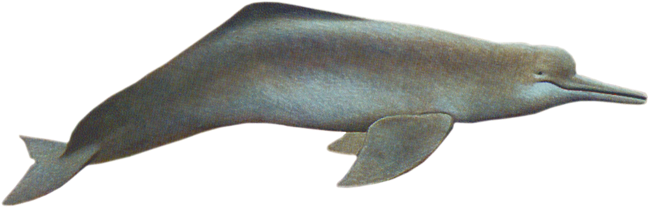 Download Amazon River Dolphin - Pink River Dolphin Png | Transparent ...