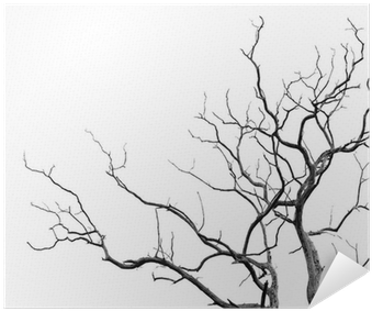 Tree (400x400), Png Download