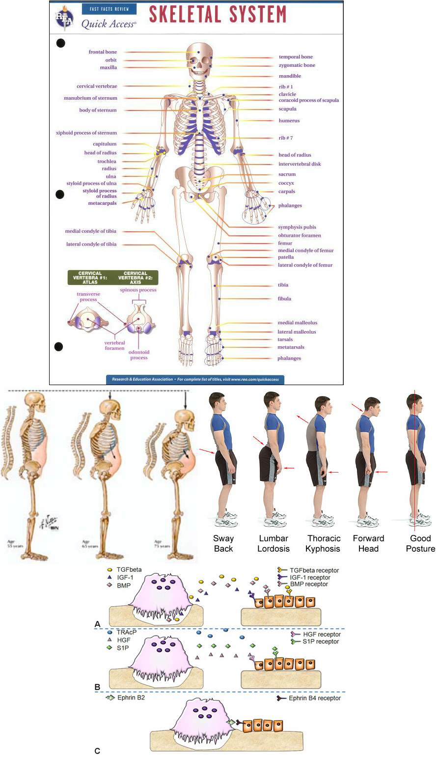 Download Skeletal System: Rea Quick Access Reference Chart ...