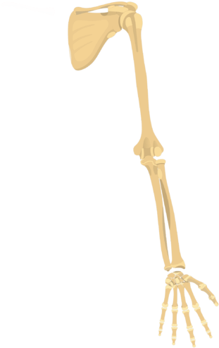 Skeleton Arm Png