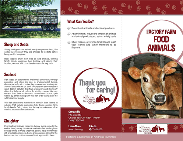 Factory Farm-food Animals - Pamphlet In Farm Animals (600x600), Png ...