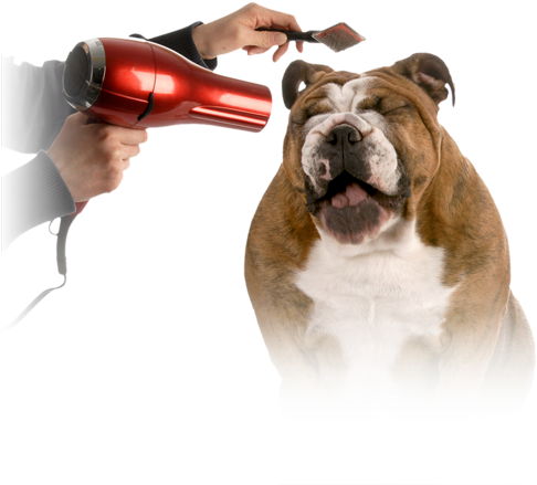 Pet Pamper Mini Groom (500x470), Png Download