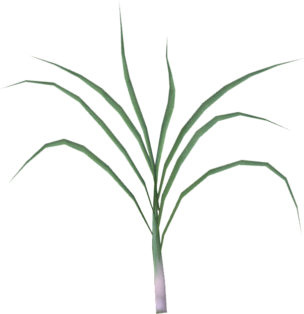 Leek - Grass (623x623), Png Download