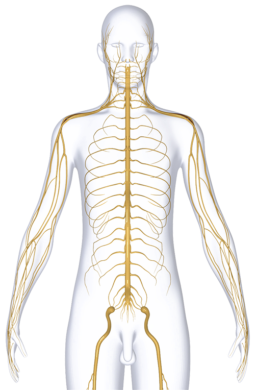 Download Nervous System Dubai - Nerve | Transparent PNG Download | SeekPNG