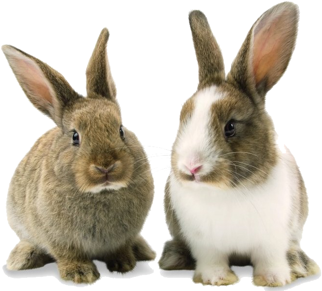 Two Rabbits Png Image Purepng Free Transparent Cc0 Png Image Library Images