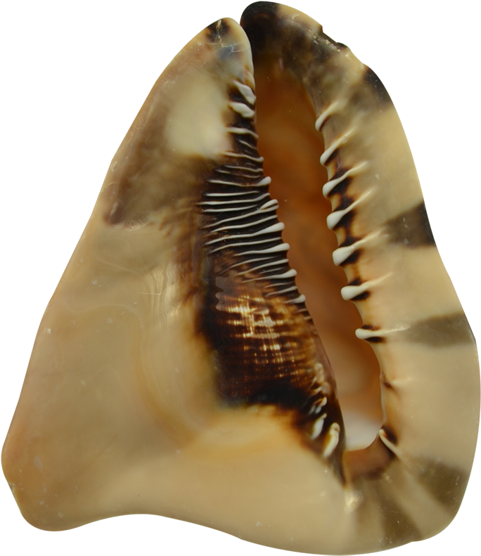 King Helmet Decorative Conch Shell Seashell 6-7" (1100x1100), Png Download