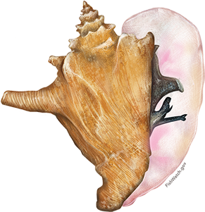 Queen Conch - Conch (640x427), Png Download