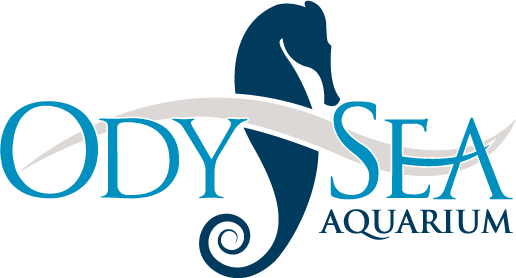 Odysea In The Desert Logo (516x278), Png Download