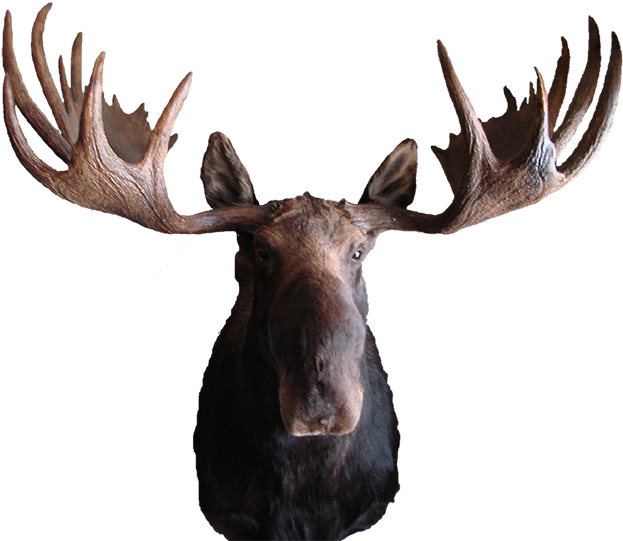 Moose Mount - Moose Transparent (650x546), Png Download