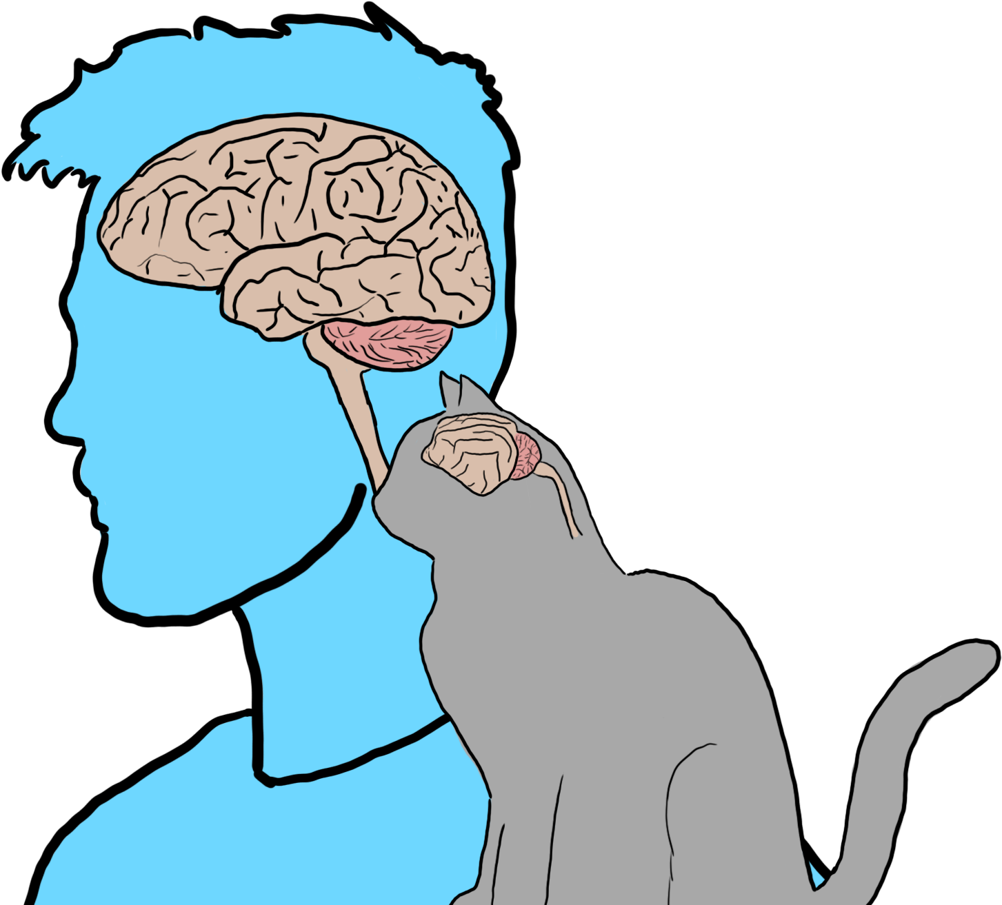 Cat Brain (2000x1330), Png Download