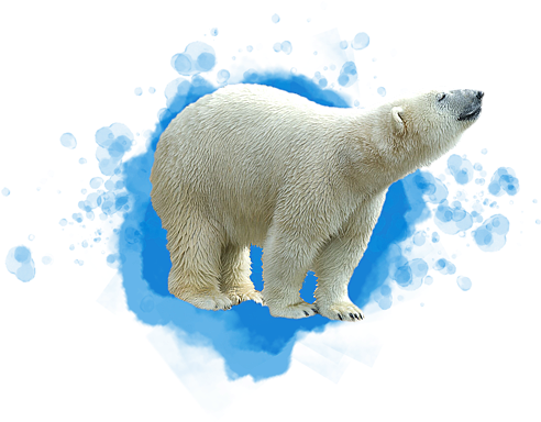 Polar Bear - World Of Zoology Png (500x400), Png Download