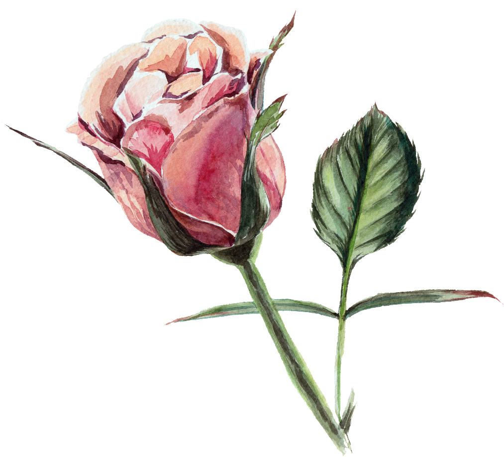 Rose Transparent Watercolor Flowers - Watercolor Roses With Transparent ...