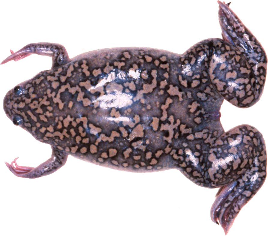 Introduction To Xenopus - African Clawed Frog (893x786), Png Download