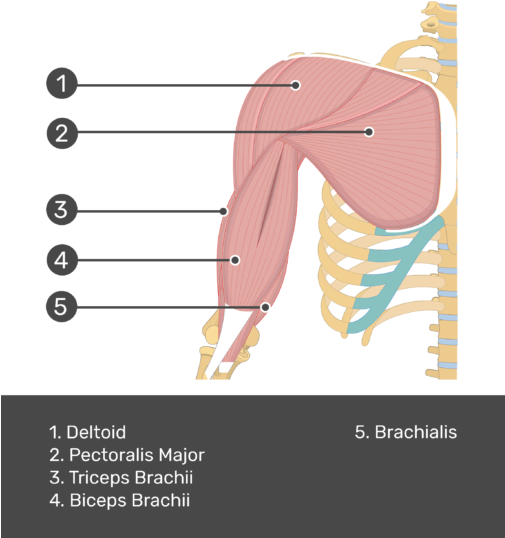 An Anterior View Of The Arm Muscles With Labels For - Deltoid Muscle ...