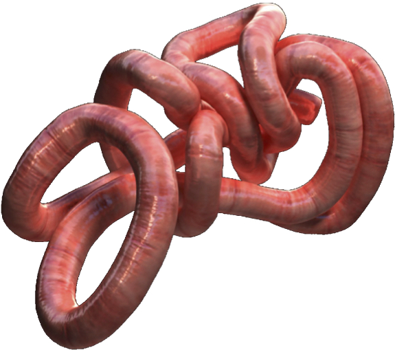 Download Picture - Transparent Png Intestine Png | Transparent PNG ...