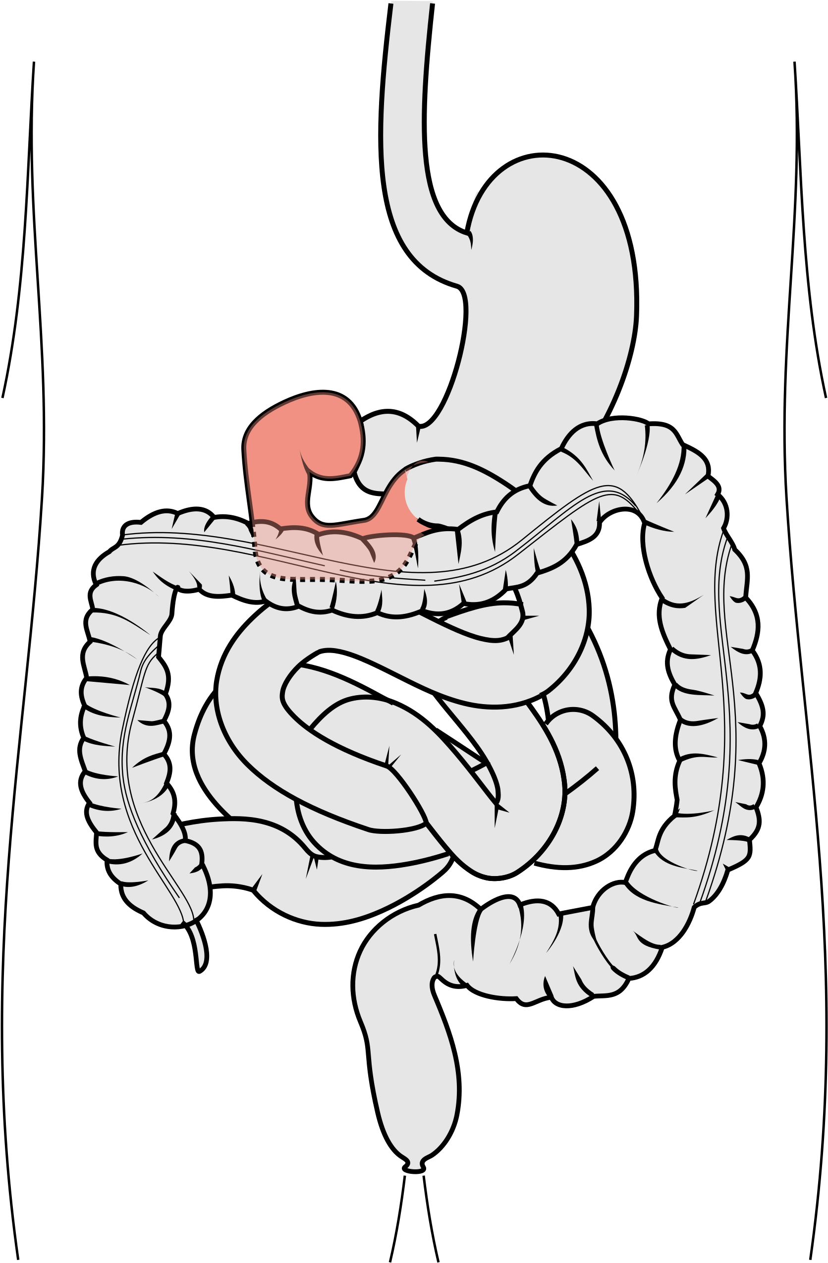 Small Intestine - Digestive System - Duodenum Position (2000x2815), Png ...