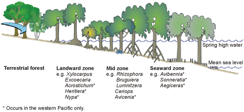 Typical Three Zones Of Mangrove Habitats In The Tropical - Mangrove ...