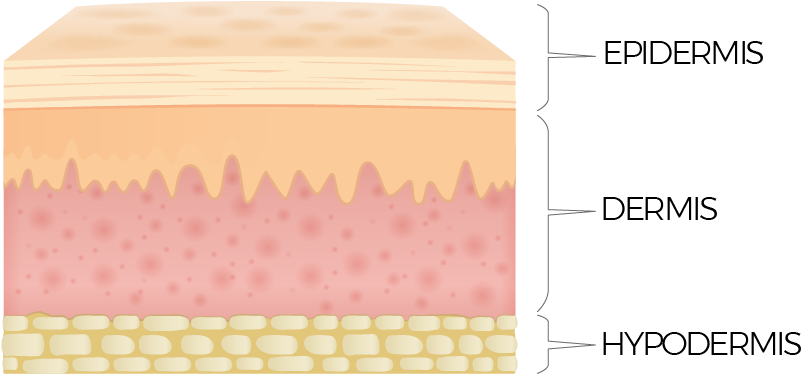 Download Skin Layers - Skin Layers Png | Transparent PNG Download | SeekPNG