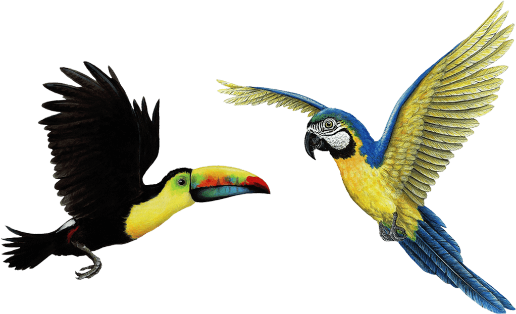 Download Tropical Birds Png - Toucan Transparent Png | Transparent PNG ...
