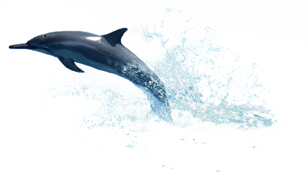 Dolphin Png Photo Water - Dolphin (1037x580), Png Download