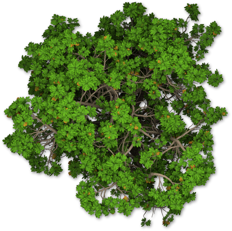 Tree Plan - Trees Plan Png For Photoshop (776x773), Png Download