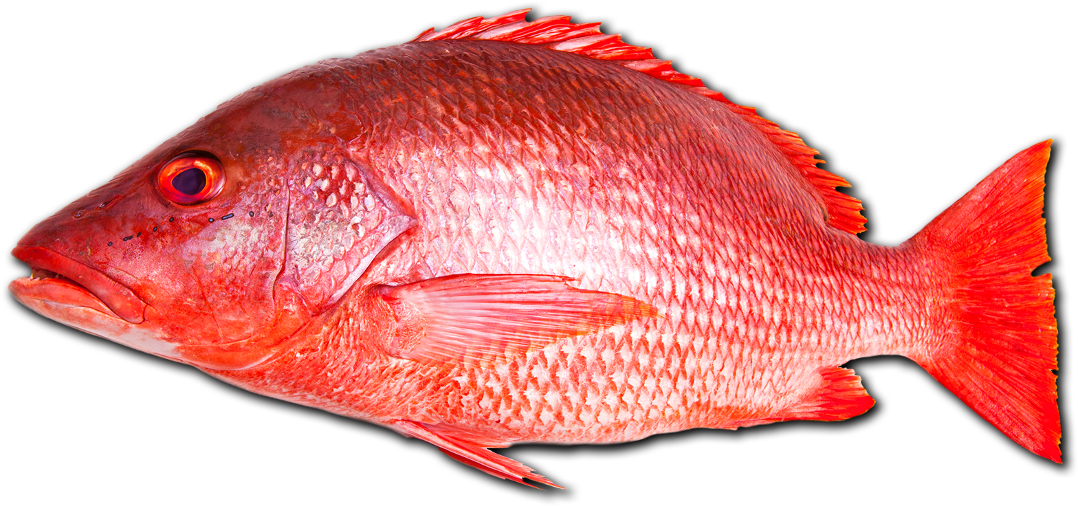 Download Northern Snapper Seafood Vermilion - Red Fish Png ...