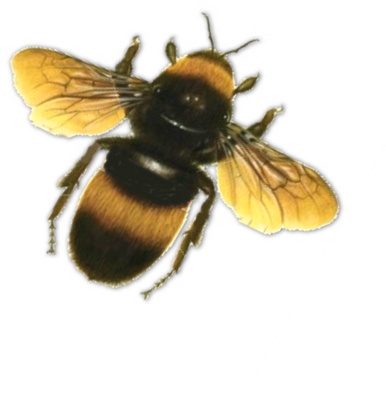 Png Hd Bee Transparent Hd Bee - Bees Psd (1500x1500), Png Download