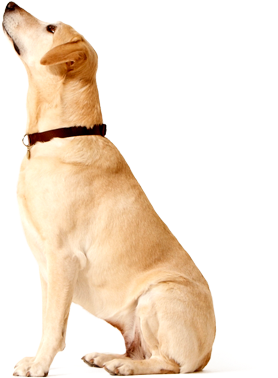 Dog On Hind Legs Png - Dog On Two Legs Transparent (360x400), Png Download