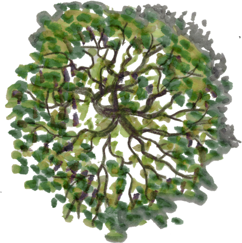 Download Clip Art Freeuse Library Tree Plan Png Trees Plans - Trees ...