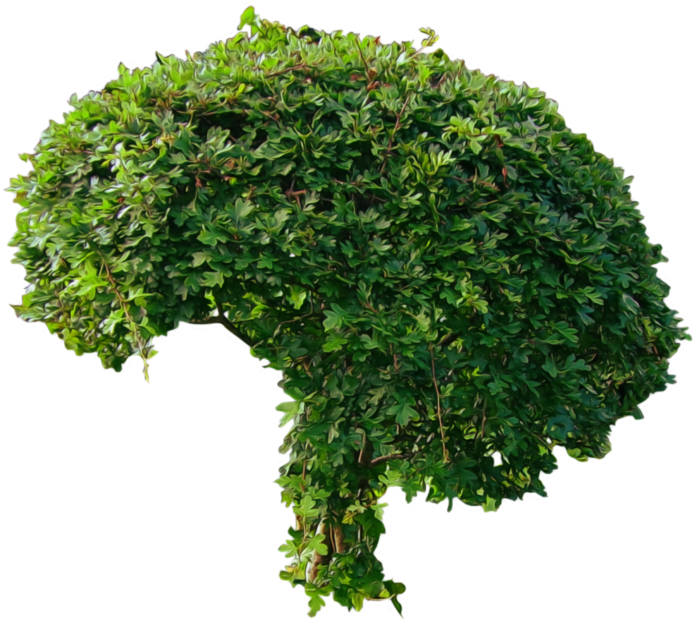 Bush Png (1024x905), Png Download