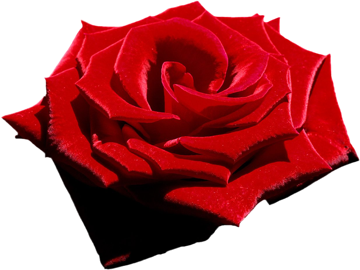 Full Size - Velvet Rose Clip Art (1337x1024), Png Download