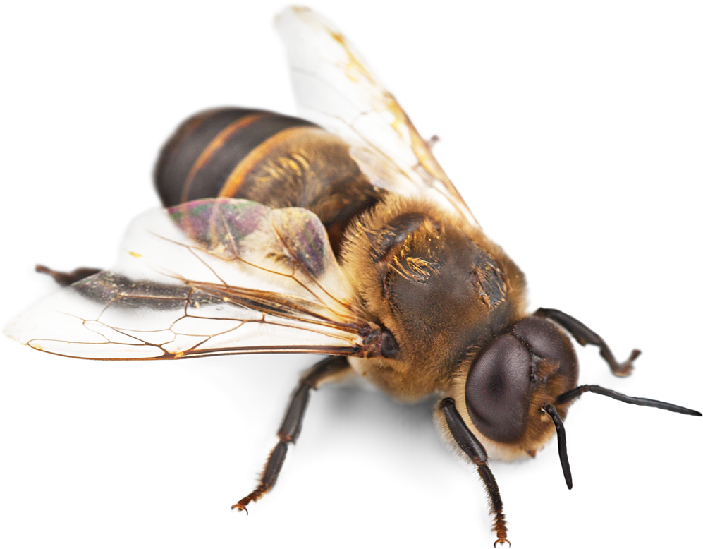 High Resolution Bee - Honey Bees (1188x1000), Png Download