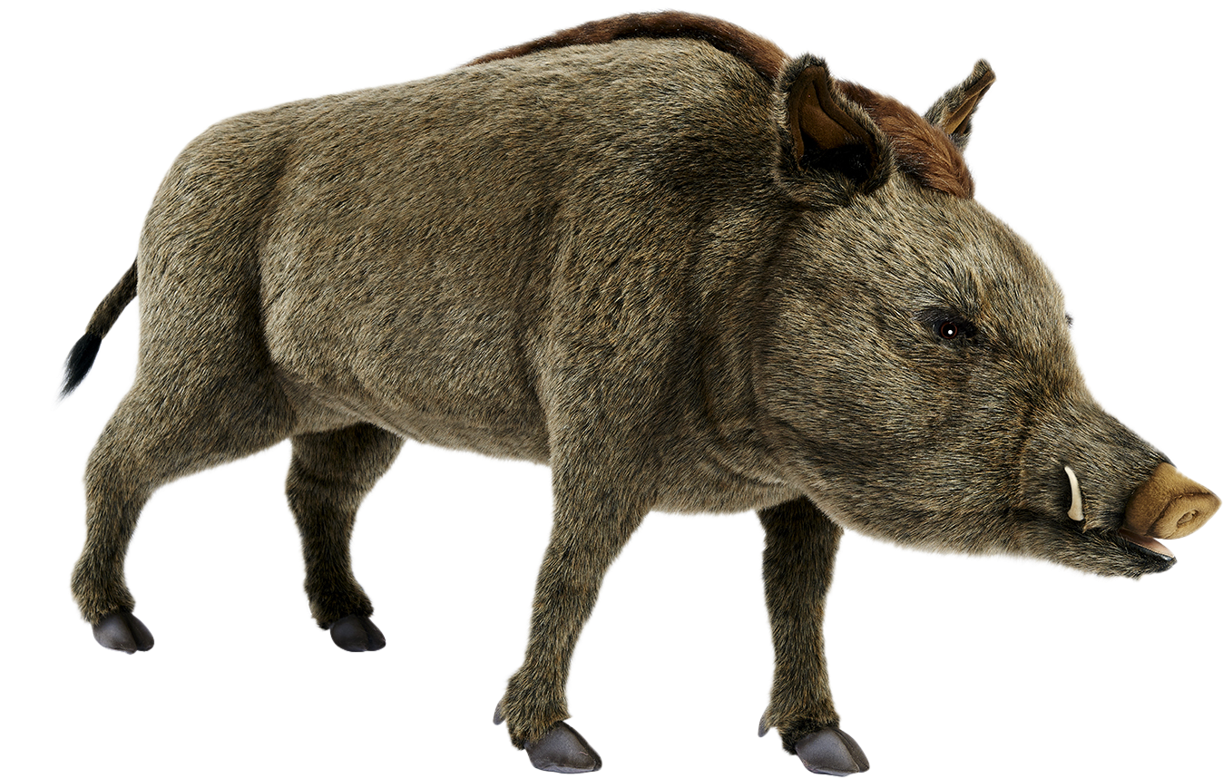 Download Wild Boar Boar Png | Transparent PNG Download | SeekPNG