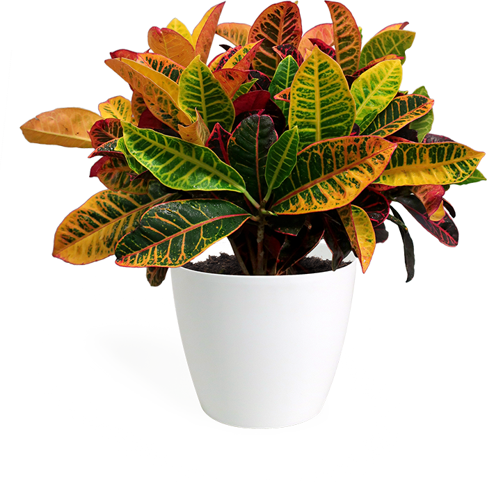 Pixl Plant | Devpost