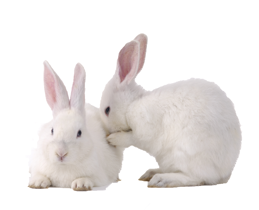 Hd Cute Rabbit Rabbit Static Png - Cute White Rabbit Love (1024x1024 ...