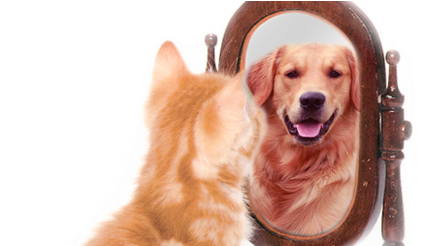 Banner Dog Cat - Self Esteem (1024x245), Png Download