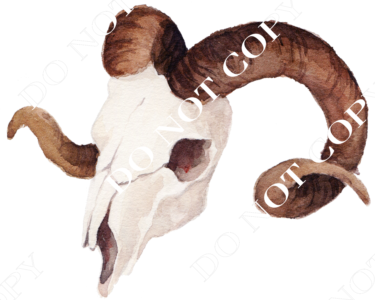 Download Goat Skull - 羊 頭骨 | Transparent PNG Download | SeekPNG