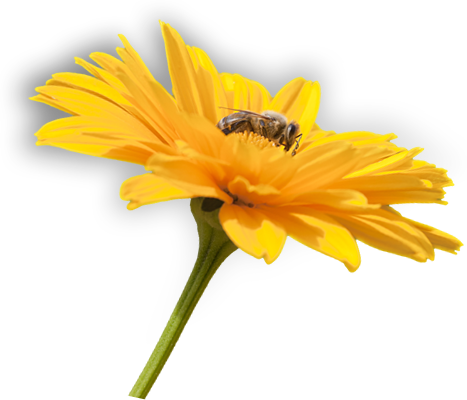 Flower - Flower And Bee Png (467x400), Png Download