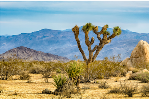 Download Usa, Joshua Tree National Park - Joshua Tree | Transparent PNG ...