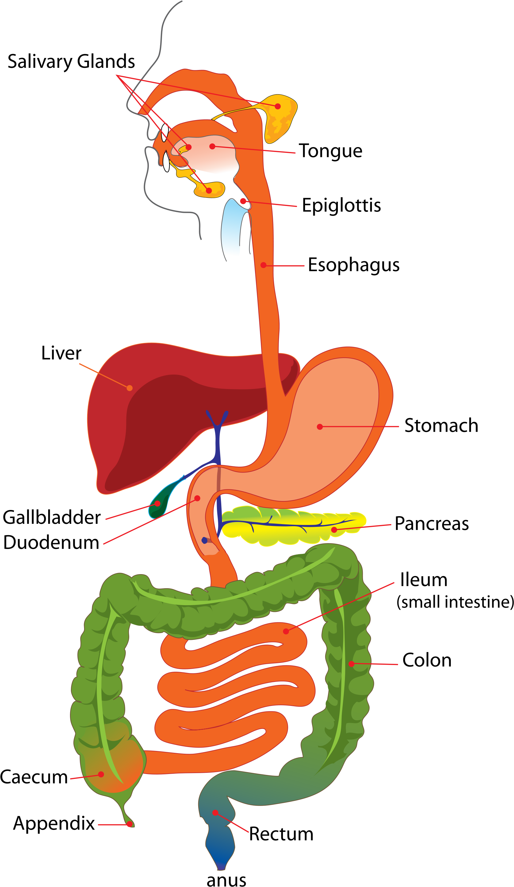 Download Digestive System For Kids - Digestive System In Human ...