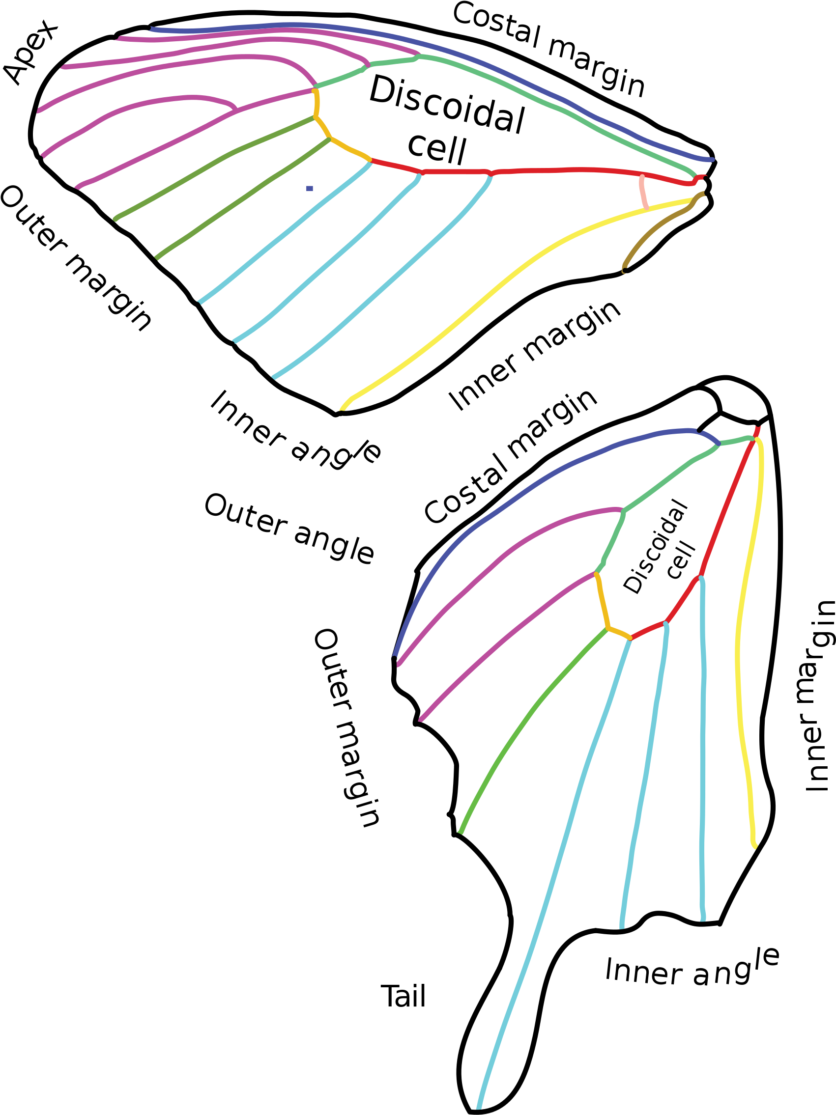 Open - Skeleton Butterfly Wing Anatomy (2000x2582), Png Download