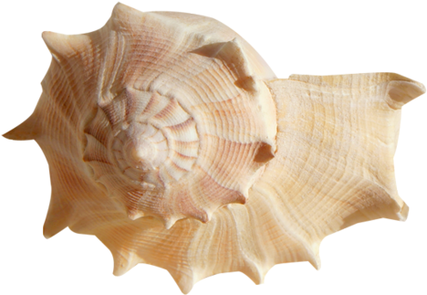 Download Conch - Transparent Background Transparent Seashell ...
